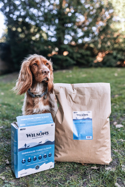 Benefits of Grain Free Dog Food | Wilsons Pet Food