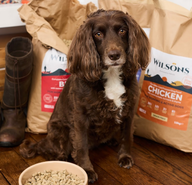 What makes a working/active dog? | Wilsons Pet Food